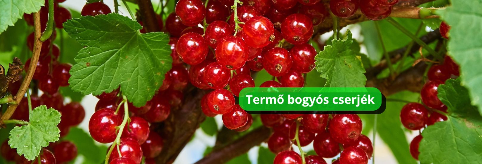 Termő bogyós cserjék - KertiVitamin